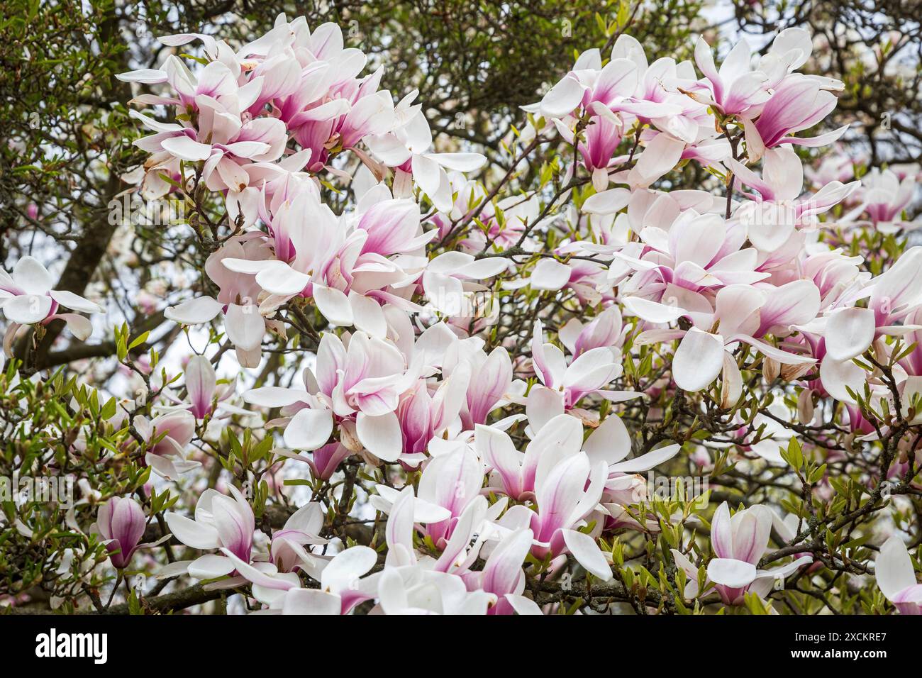 Spring in London. Magnolia 'Leonard Messel', white flower and bud ...