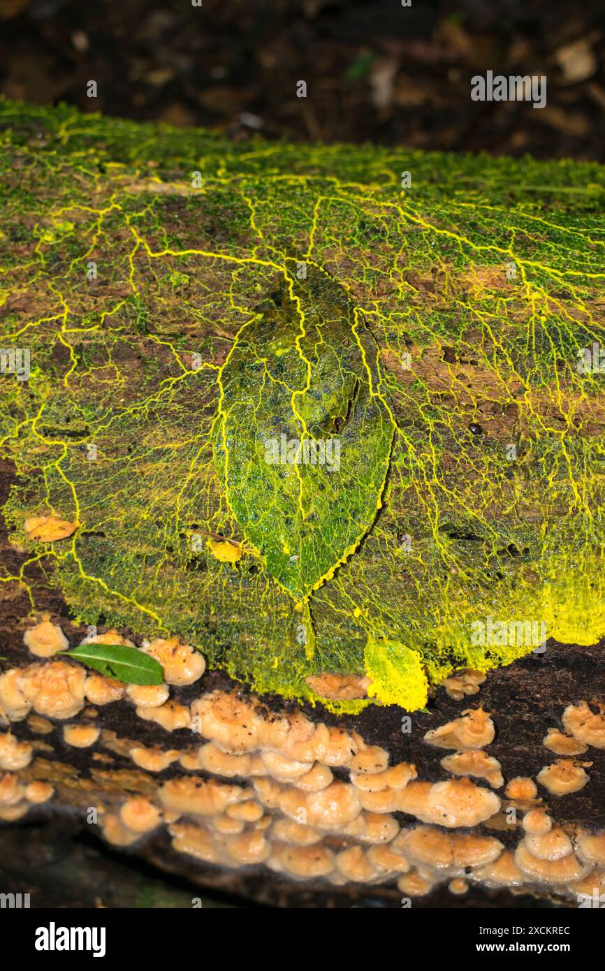 Yellow slime mold plasmodium (family Physaraceae) on dead trunk in the ...