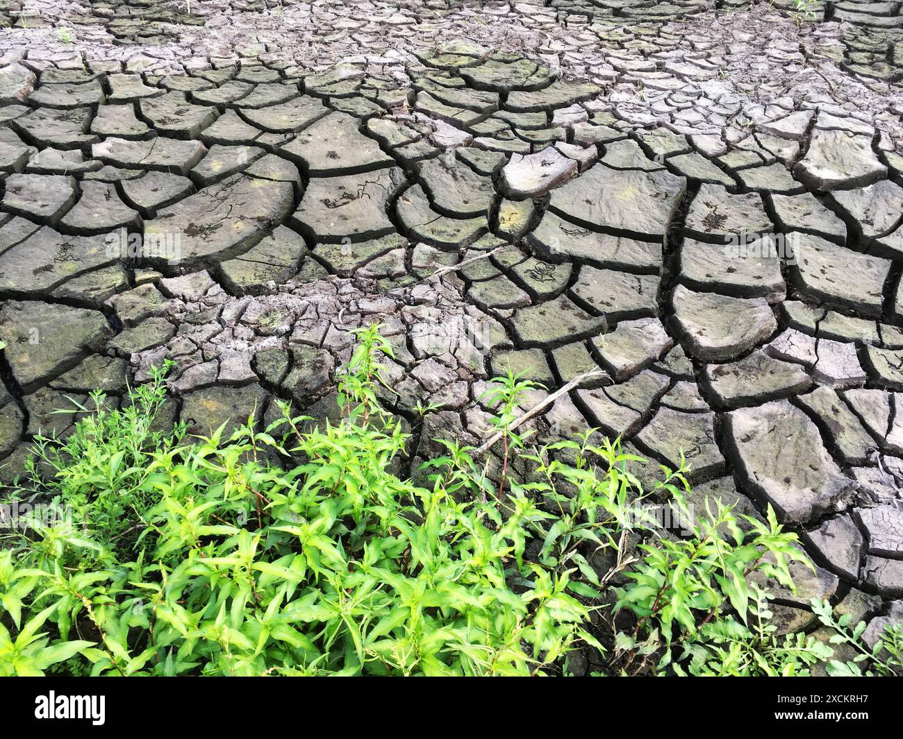 Dry cracked soil Stock Photo - Alamy
