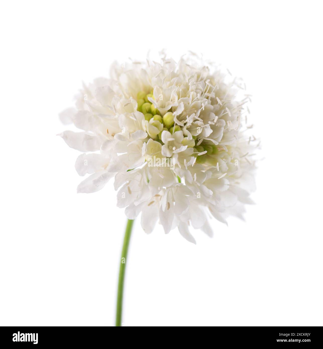 Scabious flower isolated on white background. Knautia arvensis. White ...