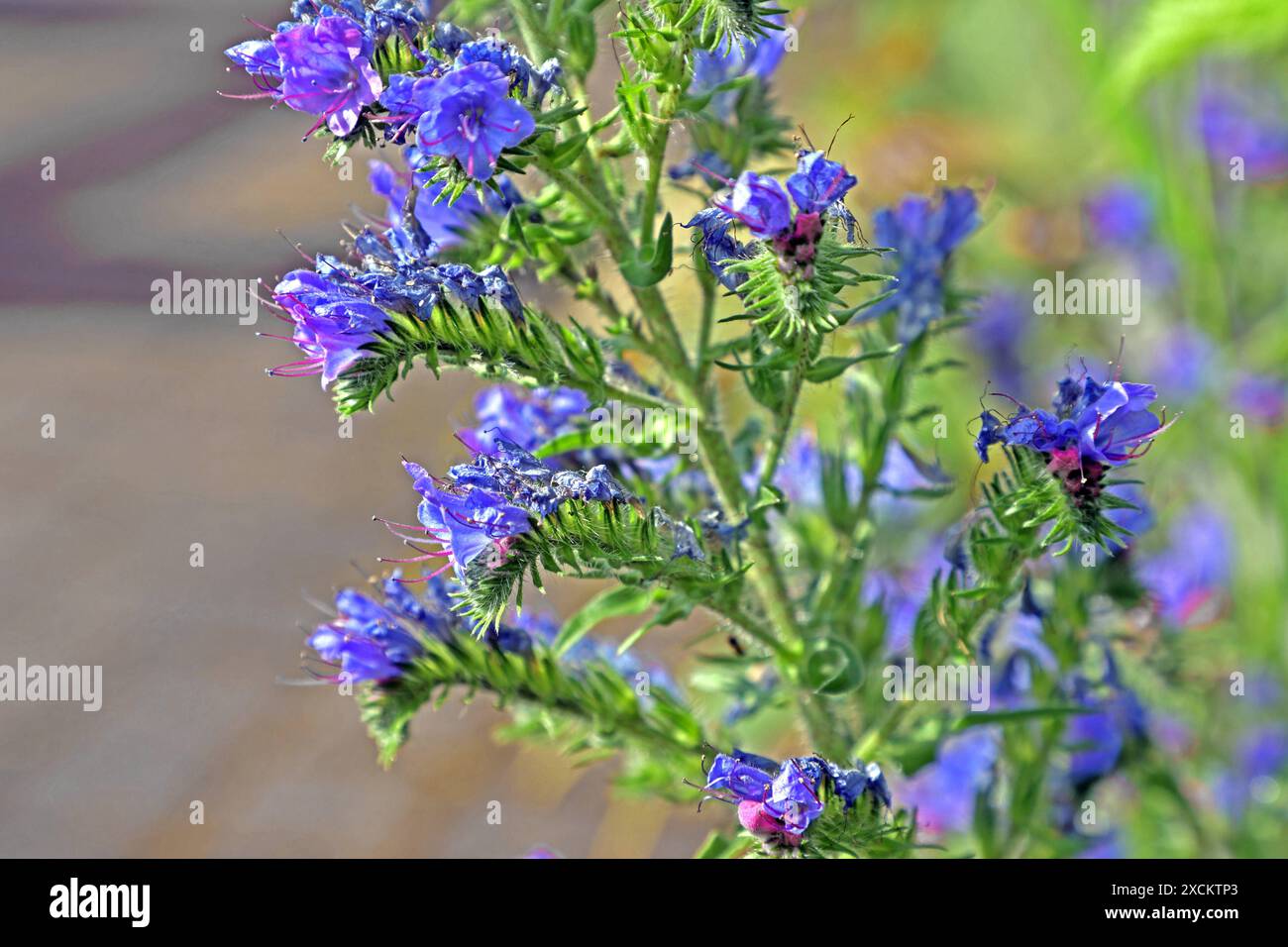 Unkraut Blaue Blten