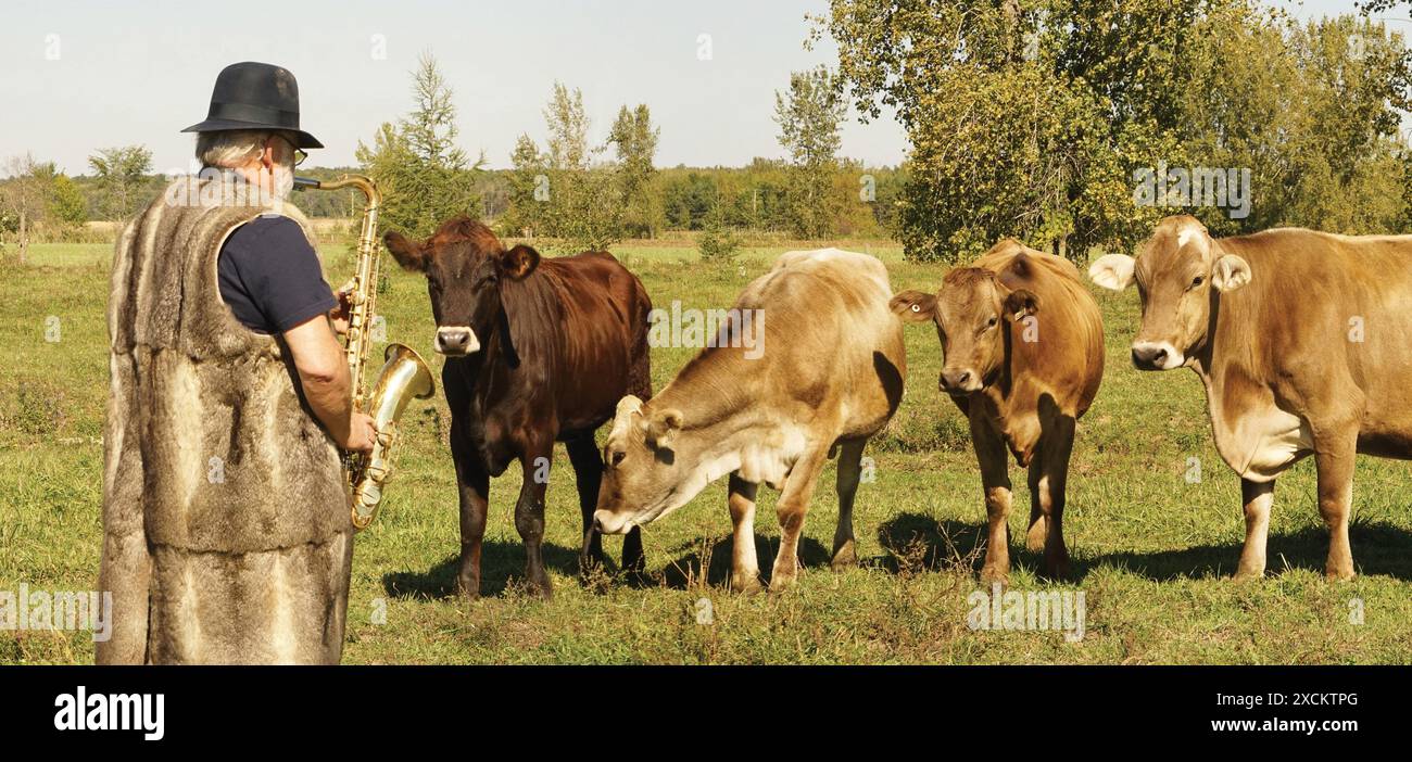 Cow listening to music hi-res stock photography and images - Alamy