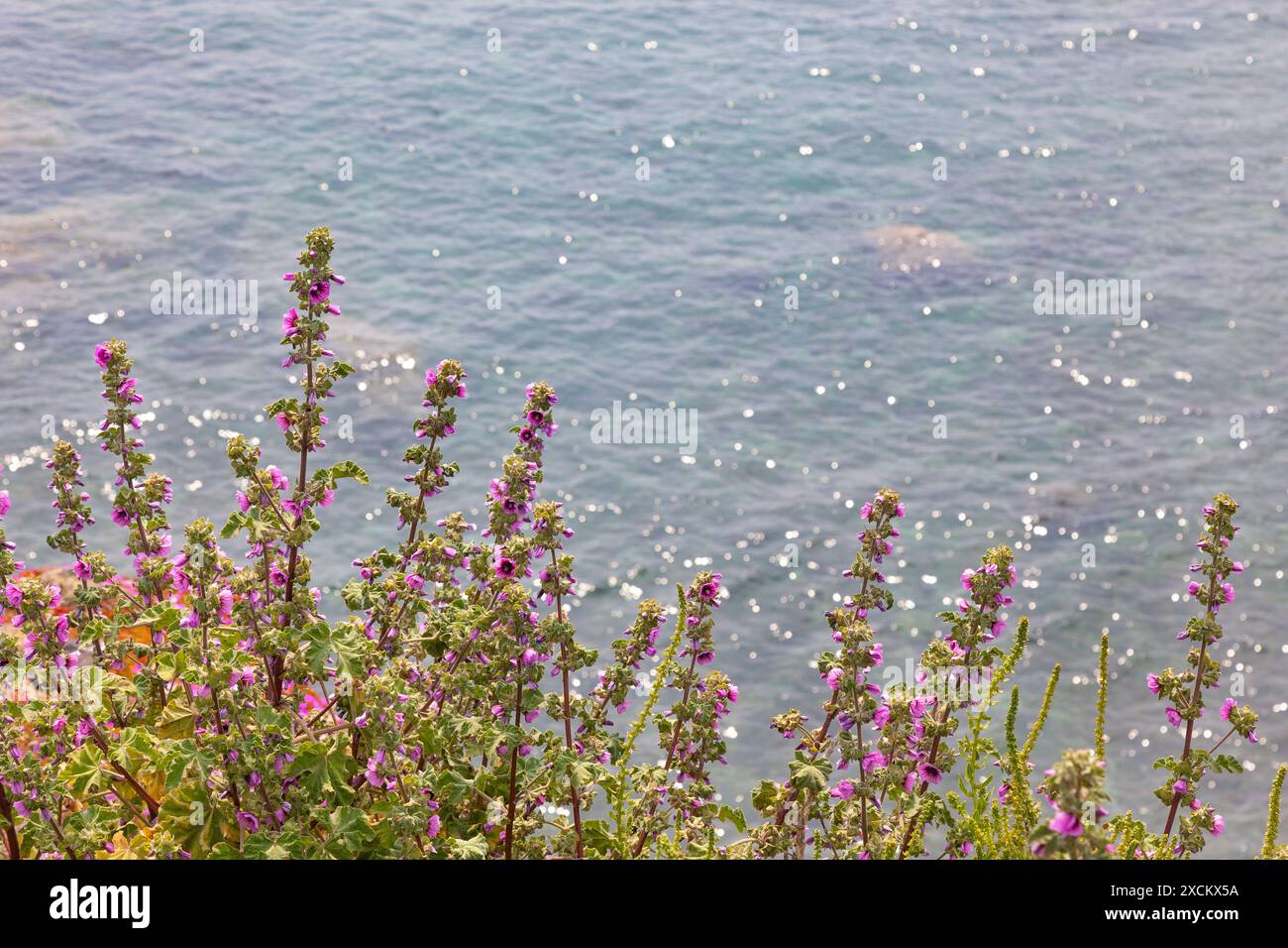Tree mallow (Malva arborea) on Lizard Point; wild flowers in Cornwall ...