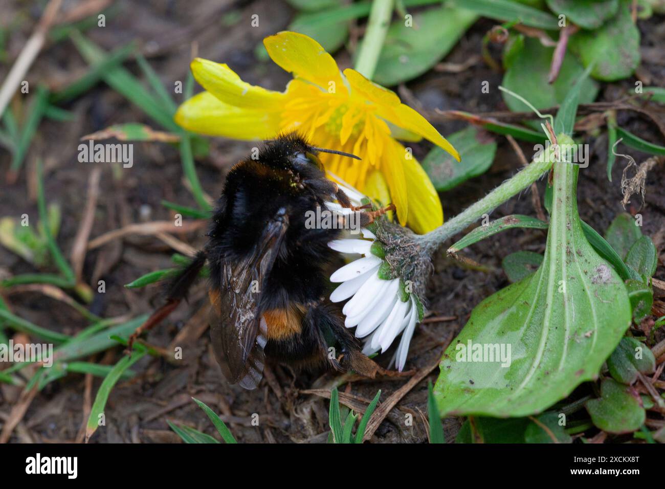 Buff Tail Bumblebee Queen (Bombus terrestris), The Lizard, Cornwall, UK ...