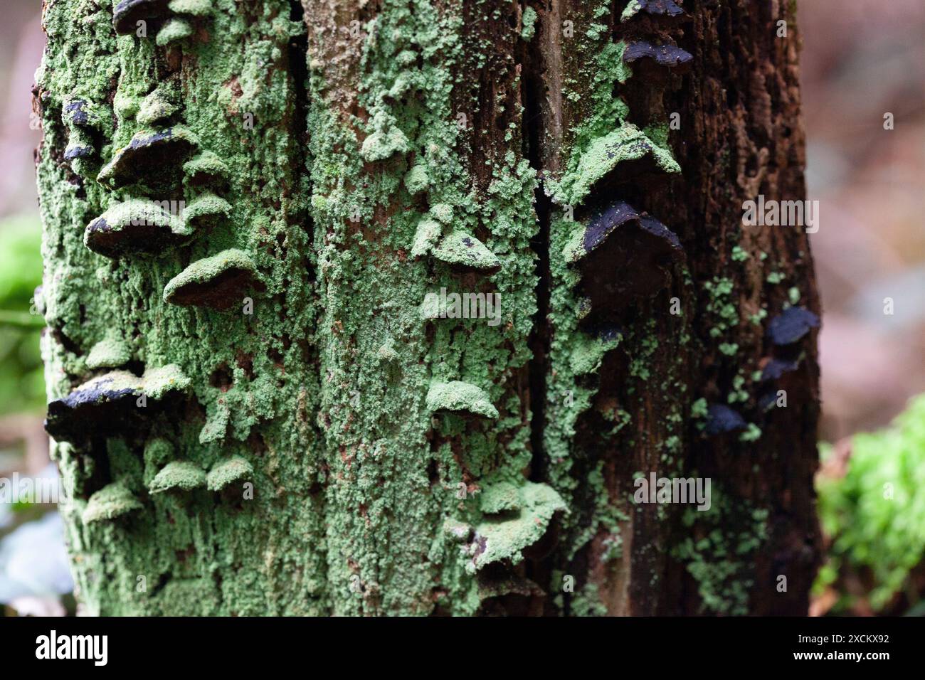 Fungi and green lichen on an ancient tree stump; ancient woodland ...