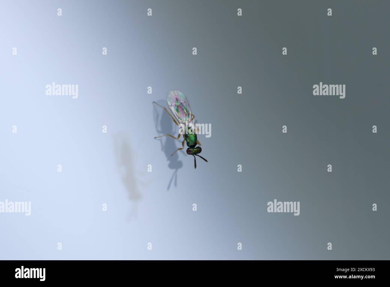 Family Torymidae Genus Torymus Chalcid wasp Green wasp wild nature ...