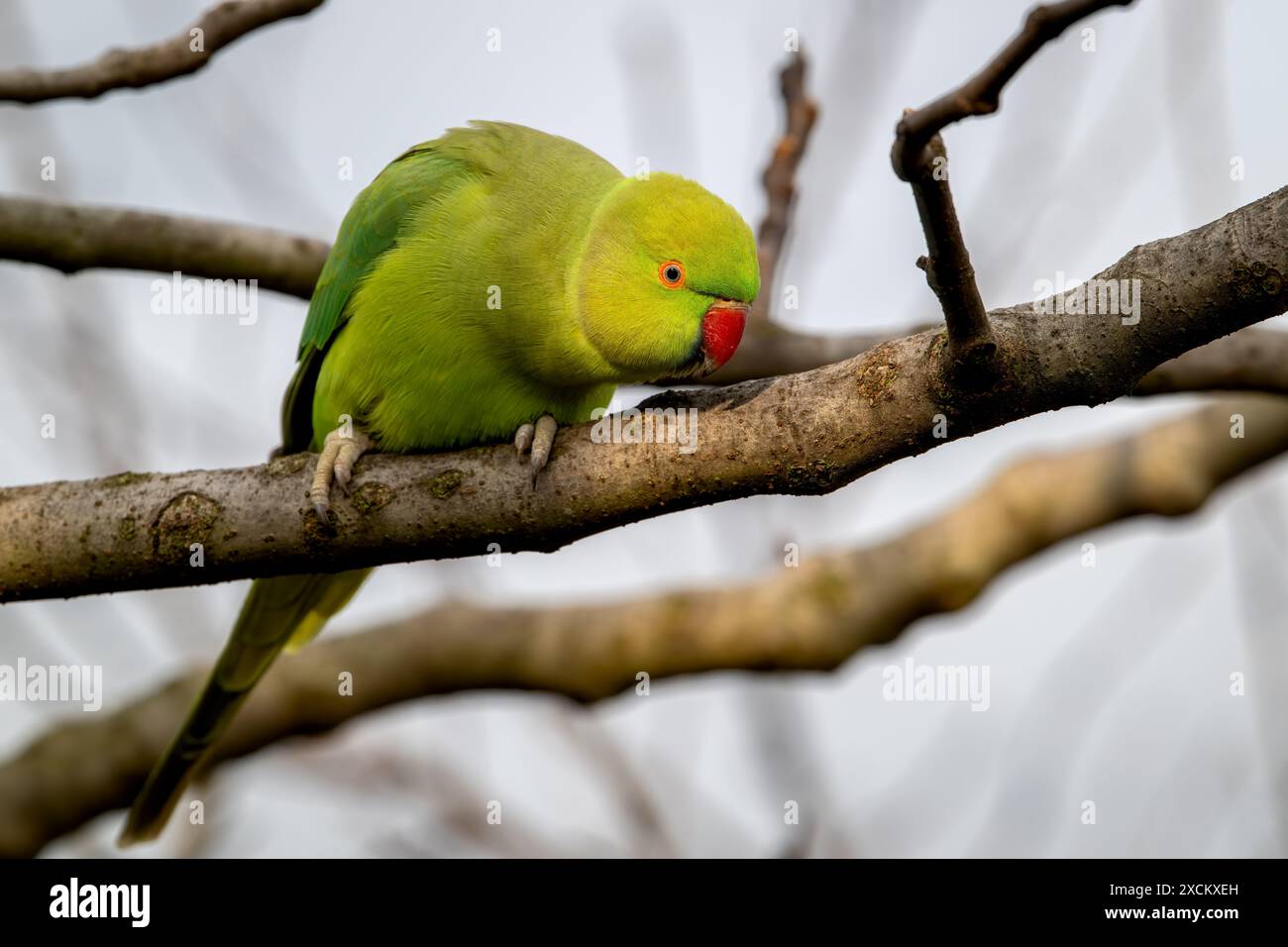 Parrocchetto verde hi-res stock photography and images - Alamy