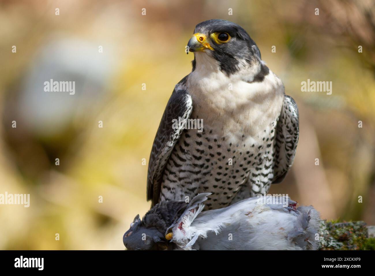 Peregrine Falcon eating a pigeon, Scotland, UK Stock Photo - Alamy