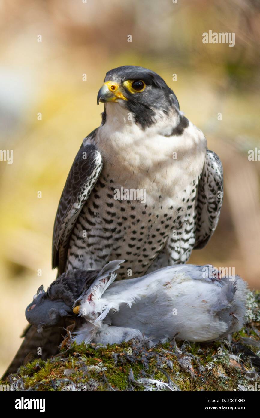 Peregrine Falcon eating a pigeon, Scotland, UK Stock Photo - Alamy