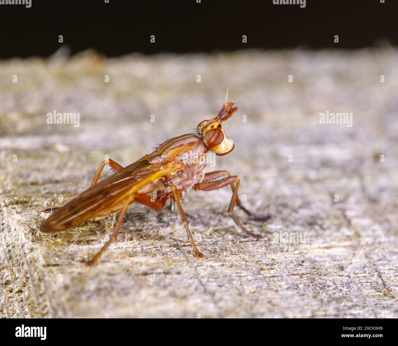 Genus Pollenia Cluster flies Family Polleniidae wild nature insect ...