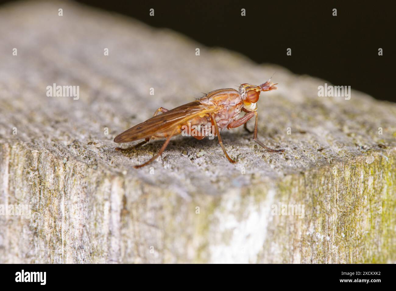 Genus Pollenia Cluster flies Family Polleniidae wild nature insect ...