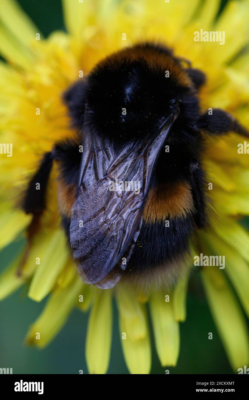 White-Tailed Bumblebee (Bombus locorum), The Lizard, Cornwall, UK Stock ...