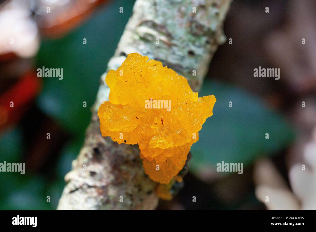 Yellow Brain fungus (Tremella mesenterica Stock Photo - Alamy