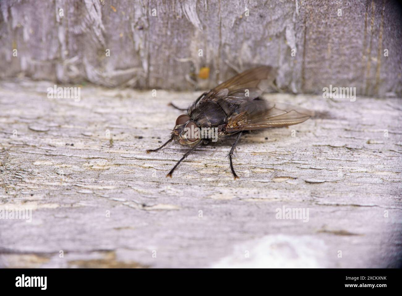 Pollenia vagabunda Family Polleniidae Genus Pollenia Vagabond cluster ...