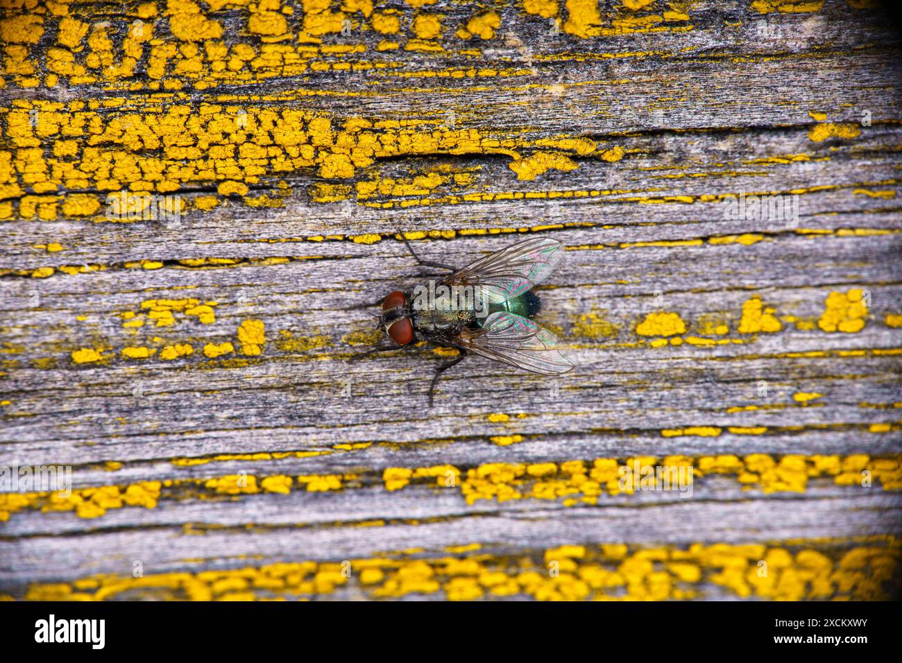 Genus Protocalliphora Family Calliphoridae Bird blowfy wild nature ...
