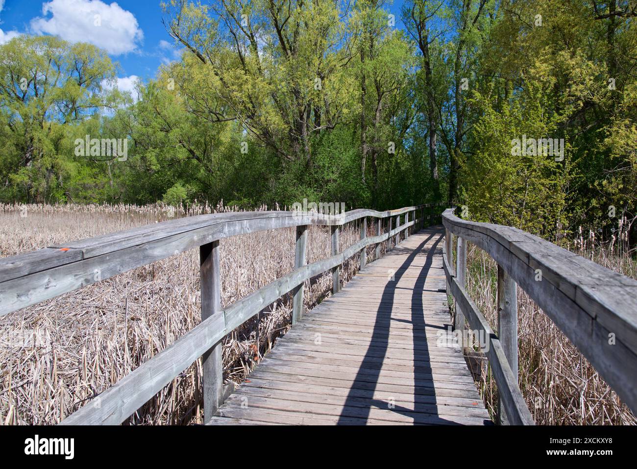 Bridge through the summer forest natural way concept, road to the ...