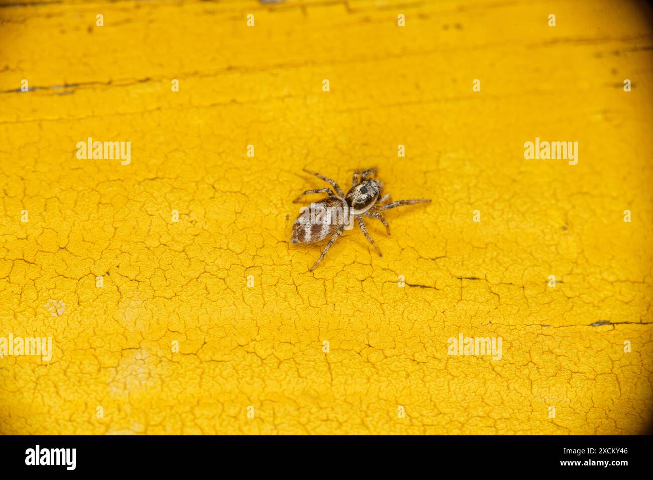 Salticus scenicus Family Salticidae Genus Salticus Zebra spider wild ...