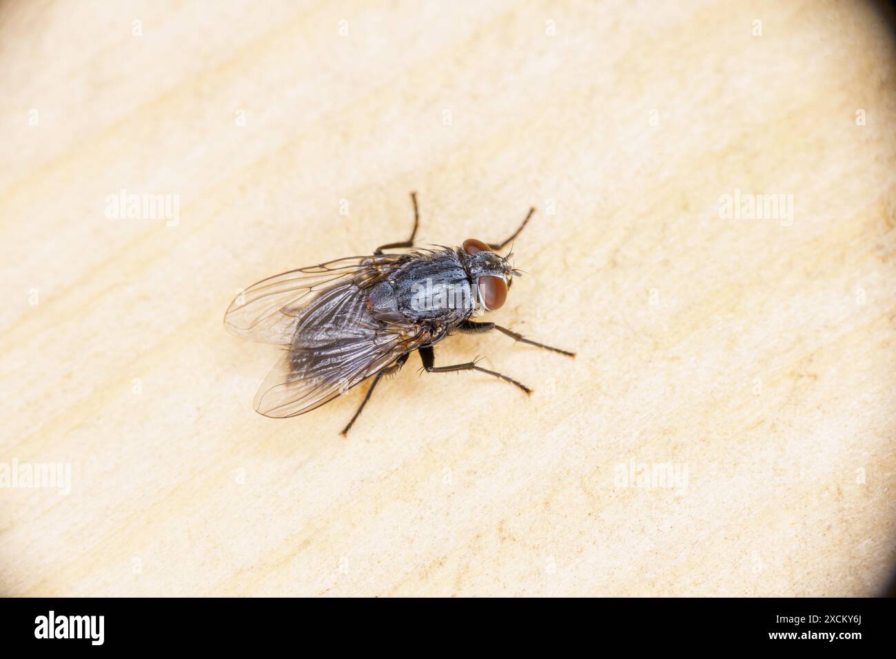 Muscina pascuorum Family Muscidae Genus Muscina House fly wild nature ...