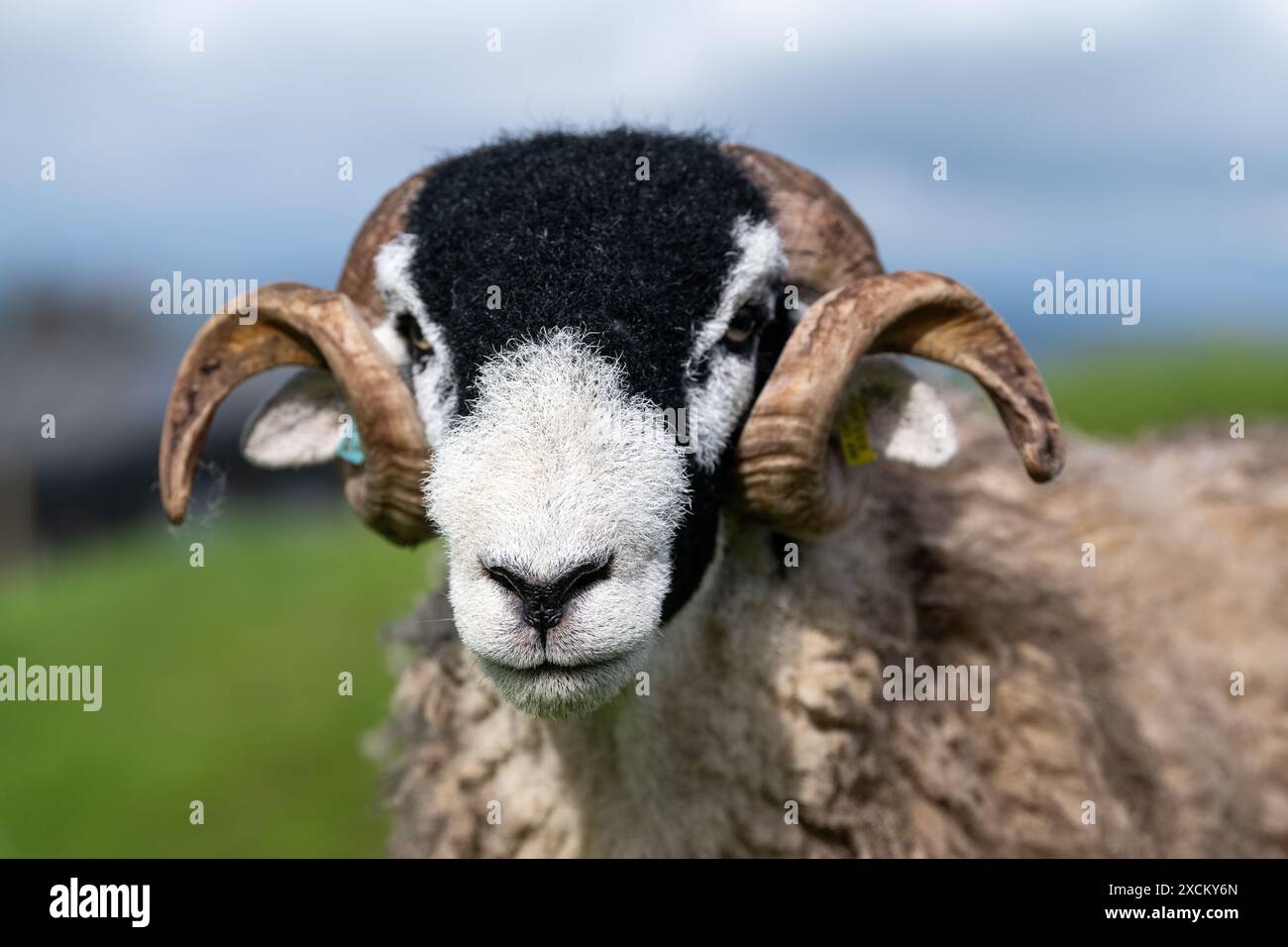 Close up of a Swaledale rams head. Swaledale sheep are a hardy hill ...