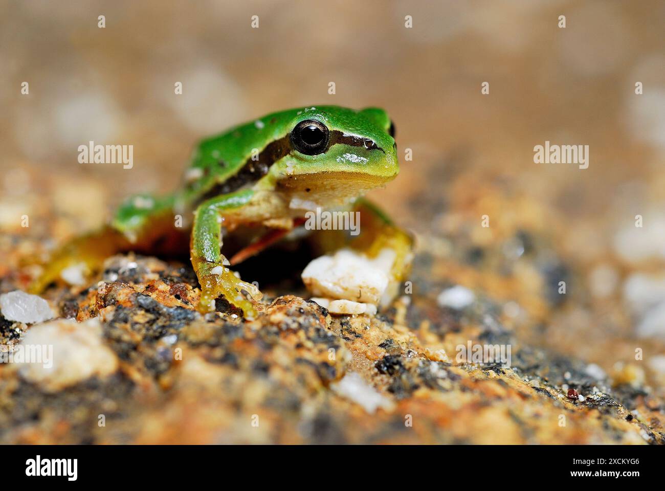 Young tree frog (Hyla molleri) in a pond of Valdemanco, Madrid, Spain ...