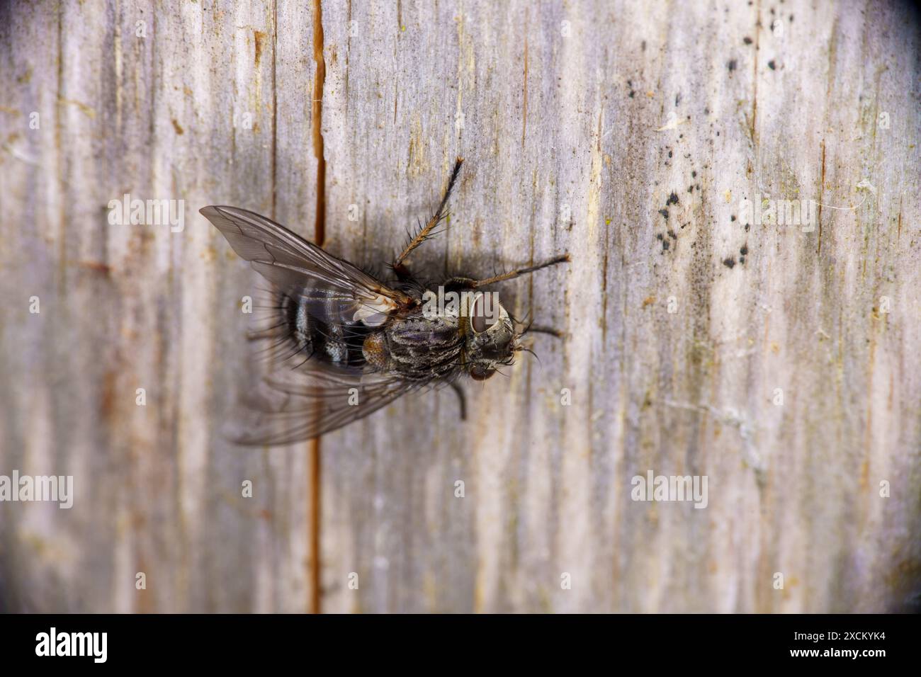 Botria frontosa Family Tachinidae Genus Botria wild nature insect ...