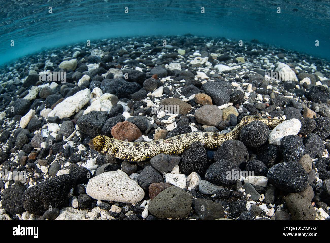 A snowflake moray eel swims over a shallow, rocky seafloor in Alor ...