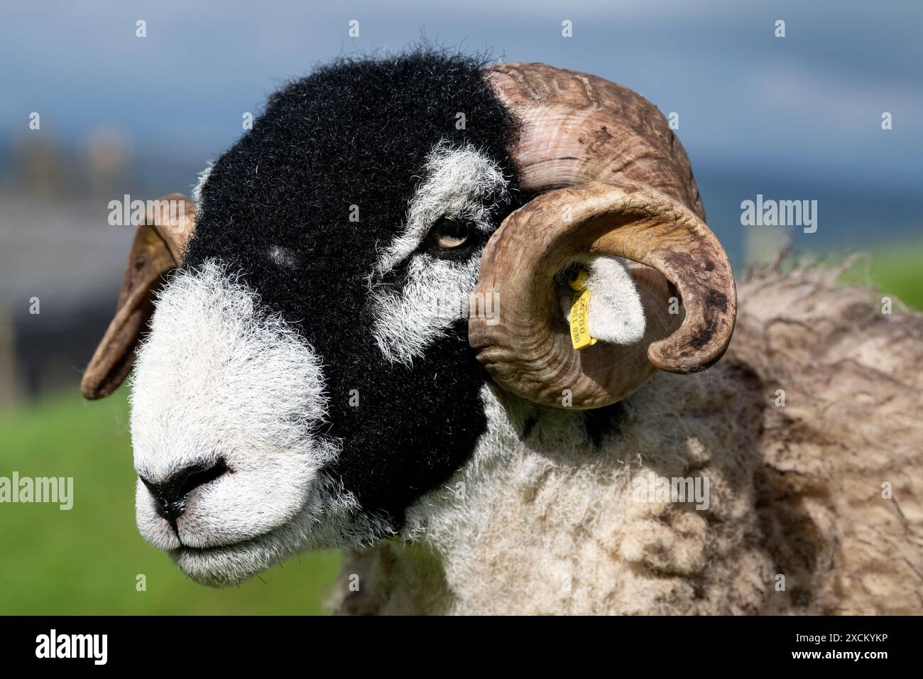 Close up of a Swaledale rams head. Swaledale sheep are a hardy hill ...