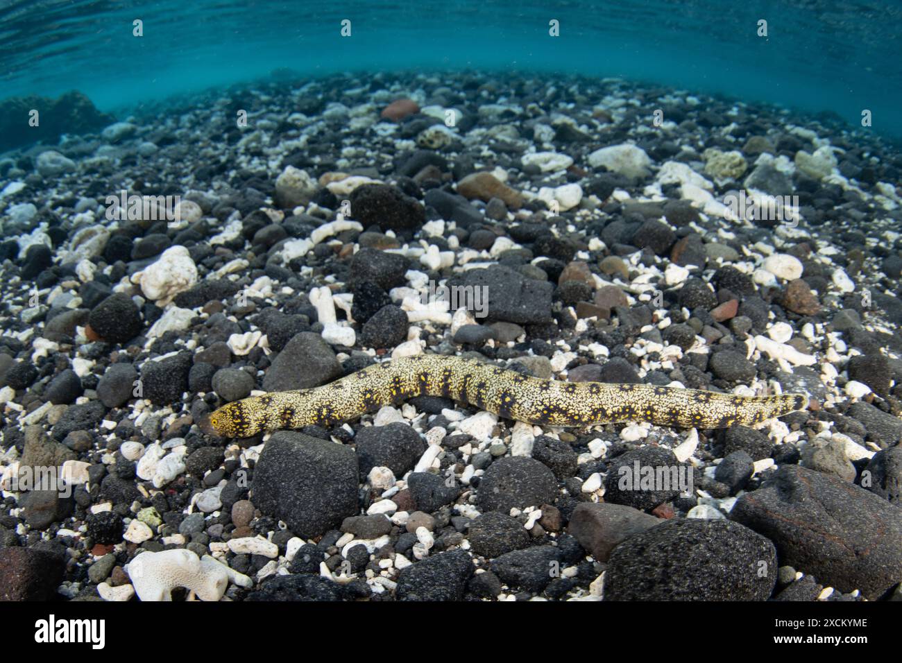 A snowflake moray eel swims over a shallow, rocky seafloor in Alor ...