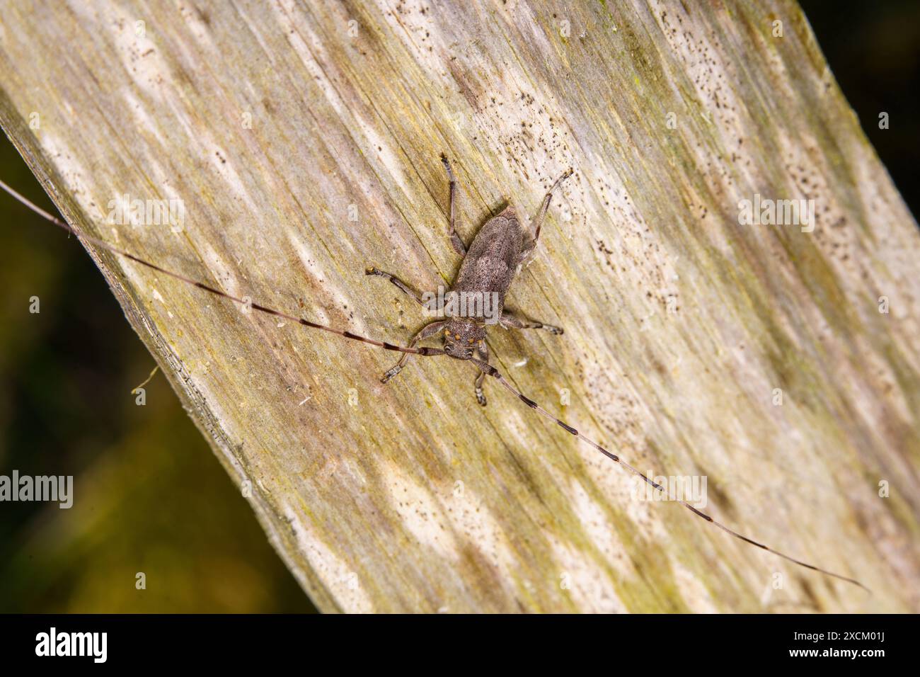 Acanthocinus aedilis Family Cerambycidae Genus Acanthocinus Timberman ...
