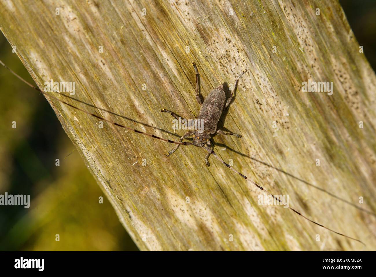 Acanthocinus aedilis Family Cerambycidae Genus Acanthocinus Timberman ...