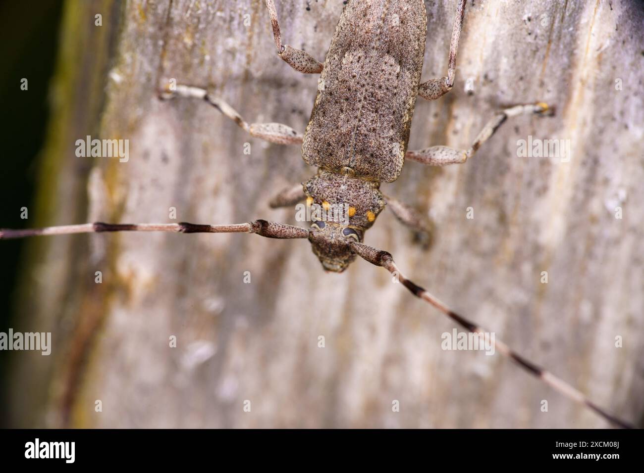 Acanthocinus aedilis Family Cerambycidae Genus Acanthocinus Timberman ...
