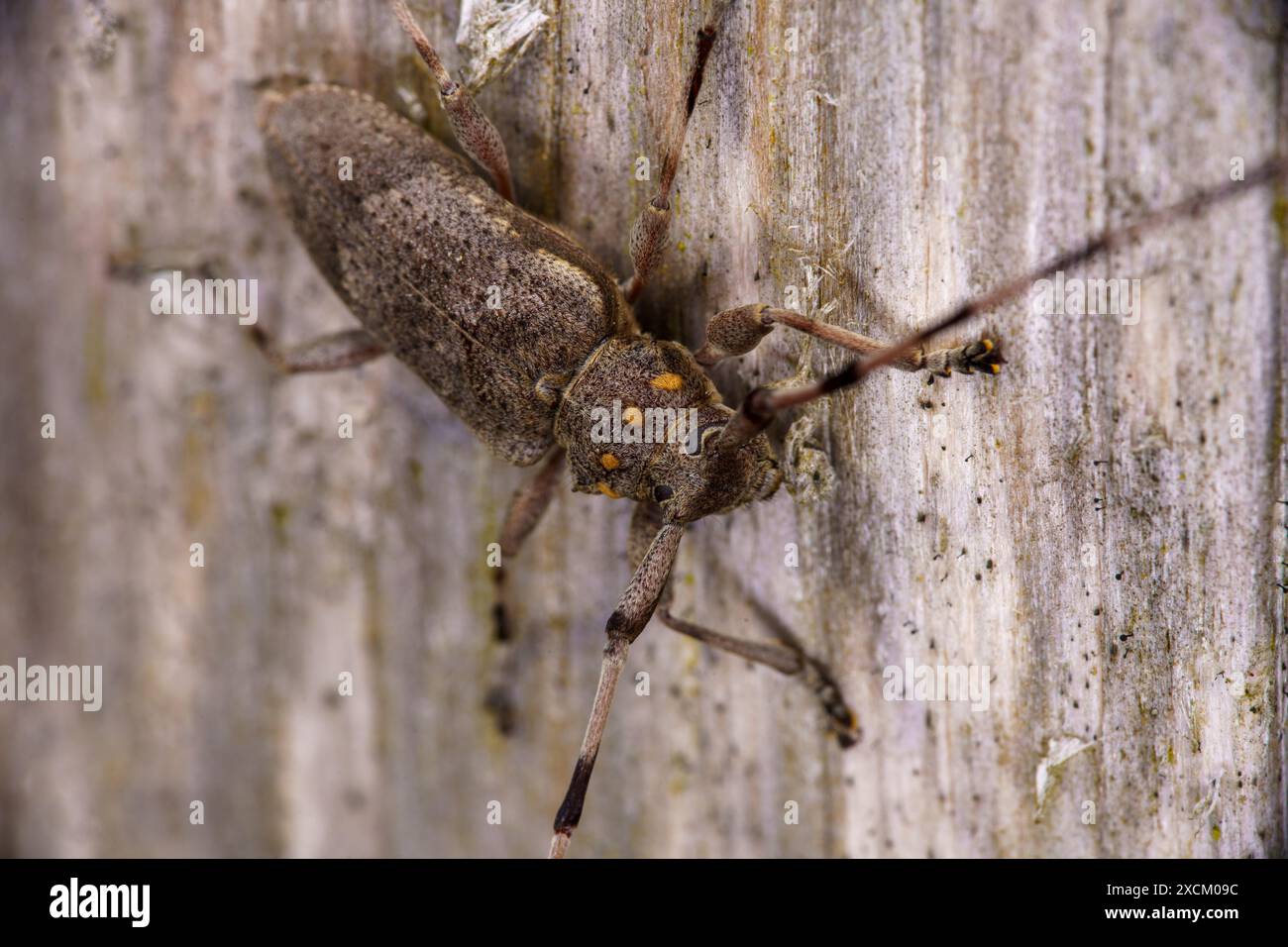 Acanthocinus aedilis Family Cerambycidae Genus Acanthocinus Timberman ...