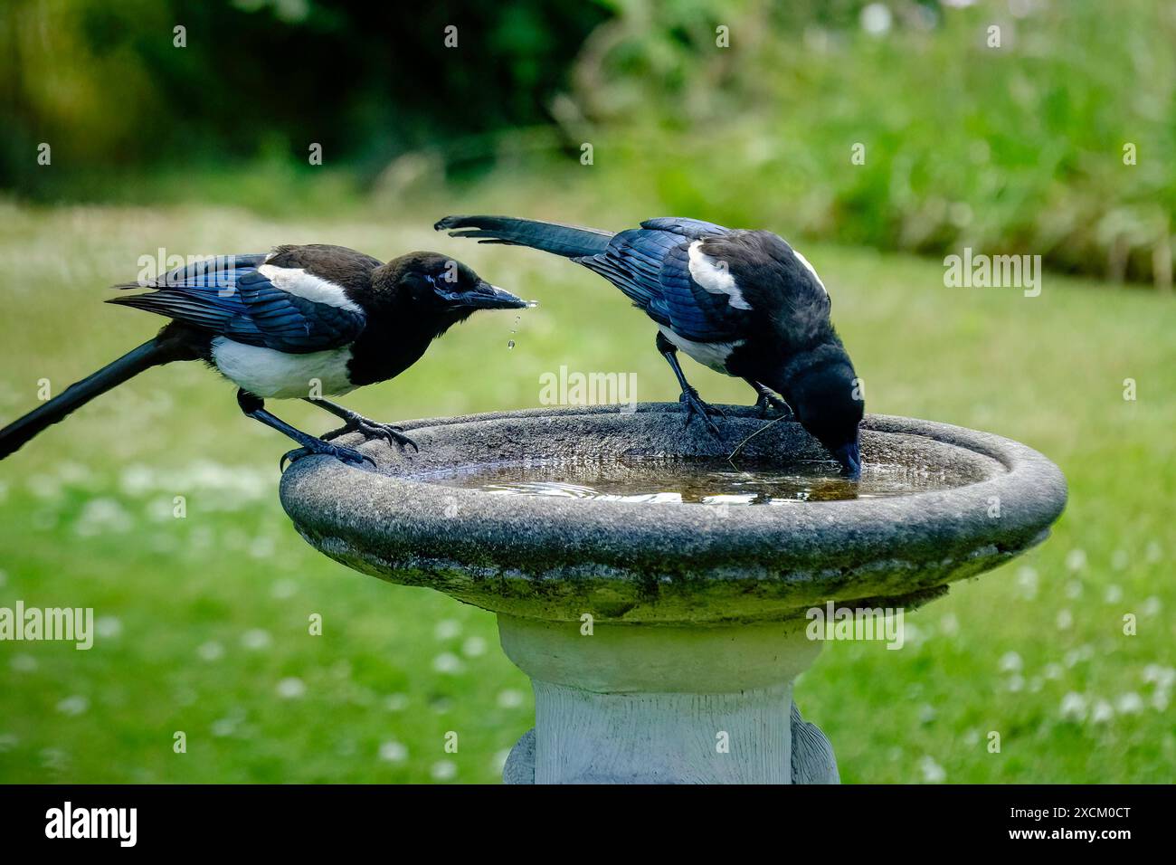 Magpies drink from garden birdbath during Summer heatwave, London, UK ...