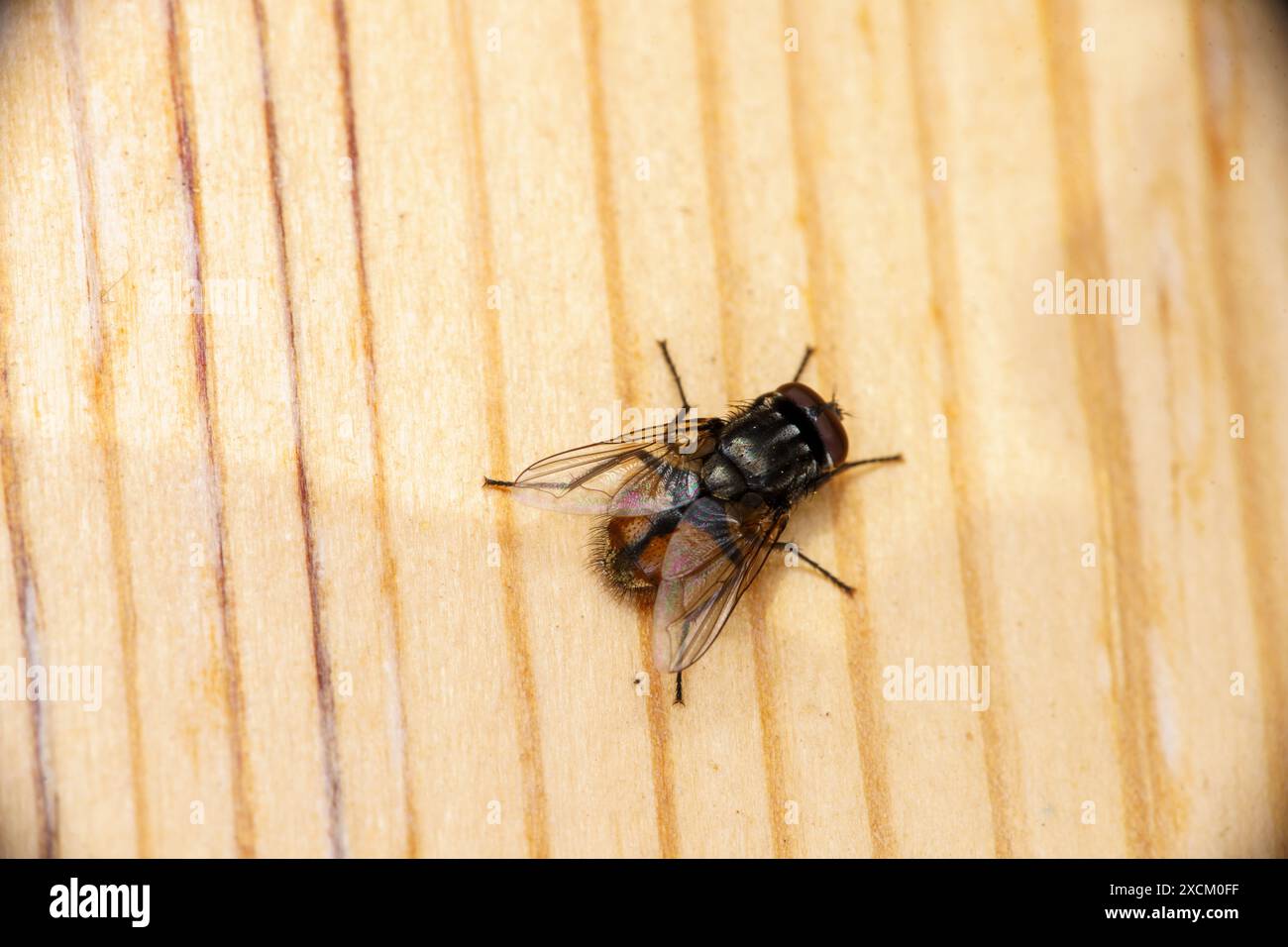 Musca autumnalis Genus Musca Family Muscidae Face fly wild nature ...