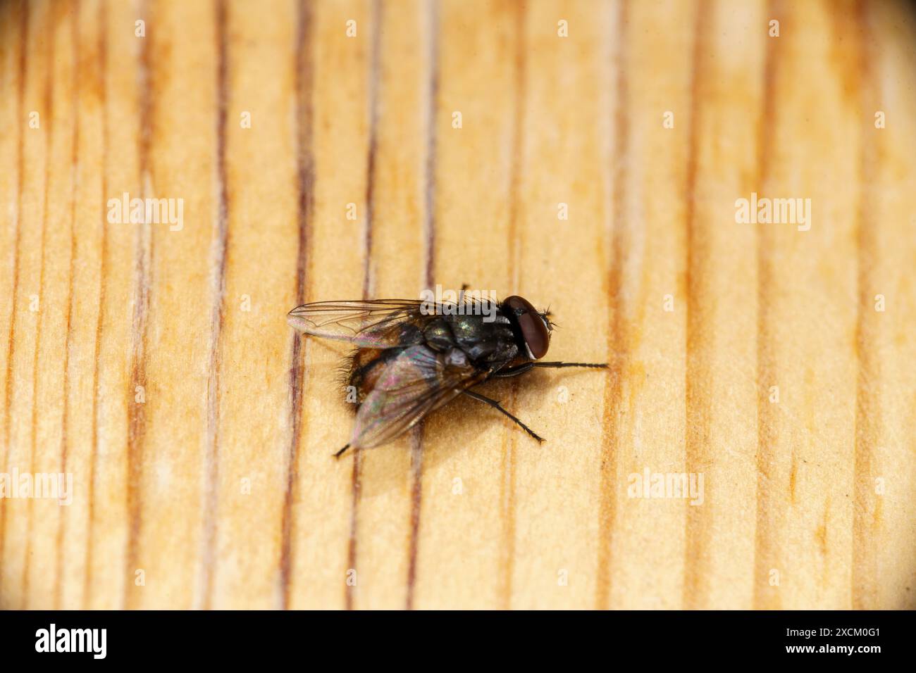 Musca autumnalis Genus Musca Family Muscidae Face fly wild nature ...