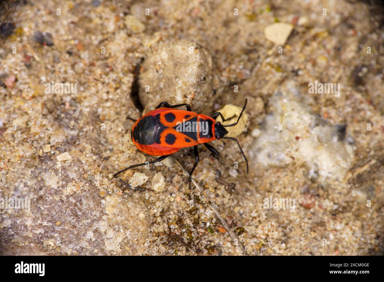 Pyrrhocoris apterus Family Pyrrhocoridae Genus Pyrrhocoris Firebug wild ...