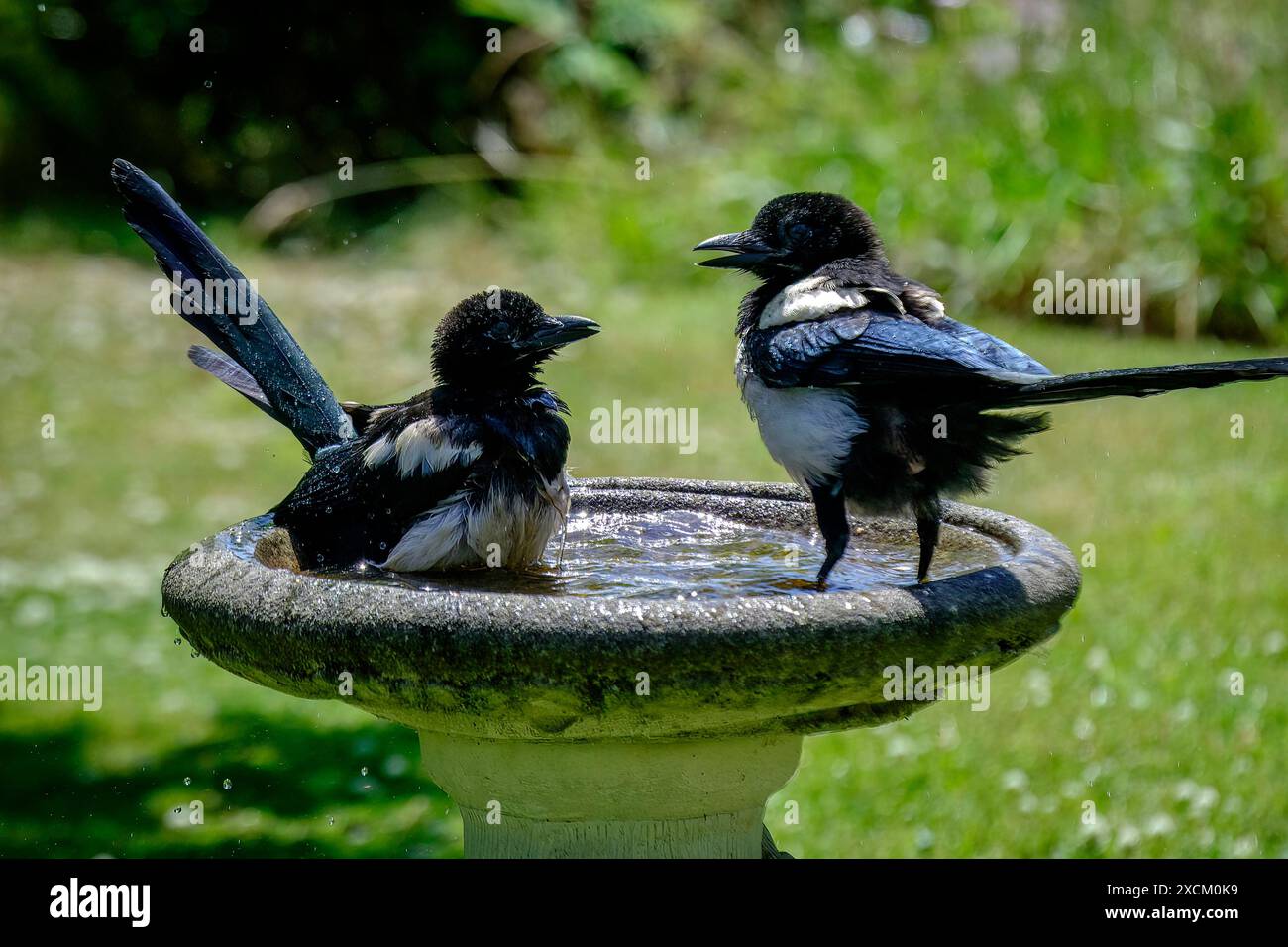 Magpies in the garden hi-res stock photography and images - Alamy