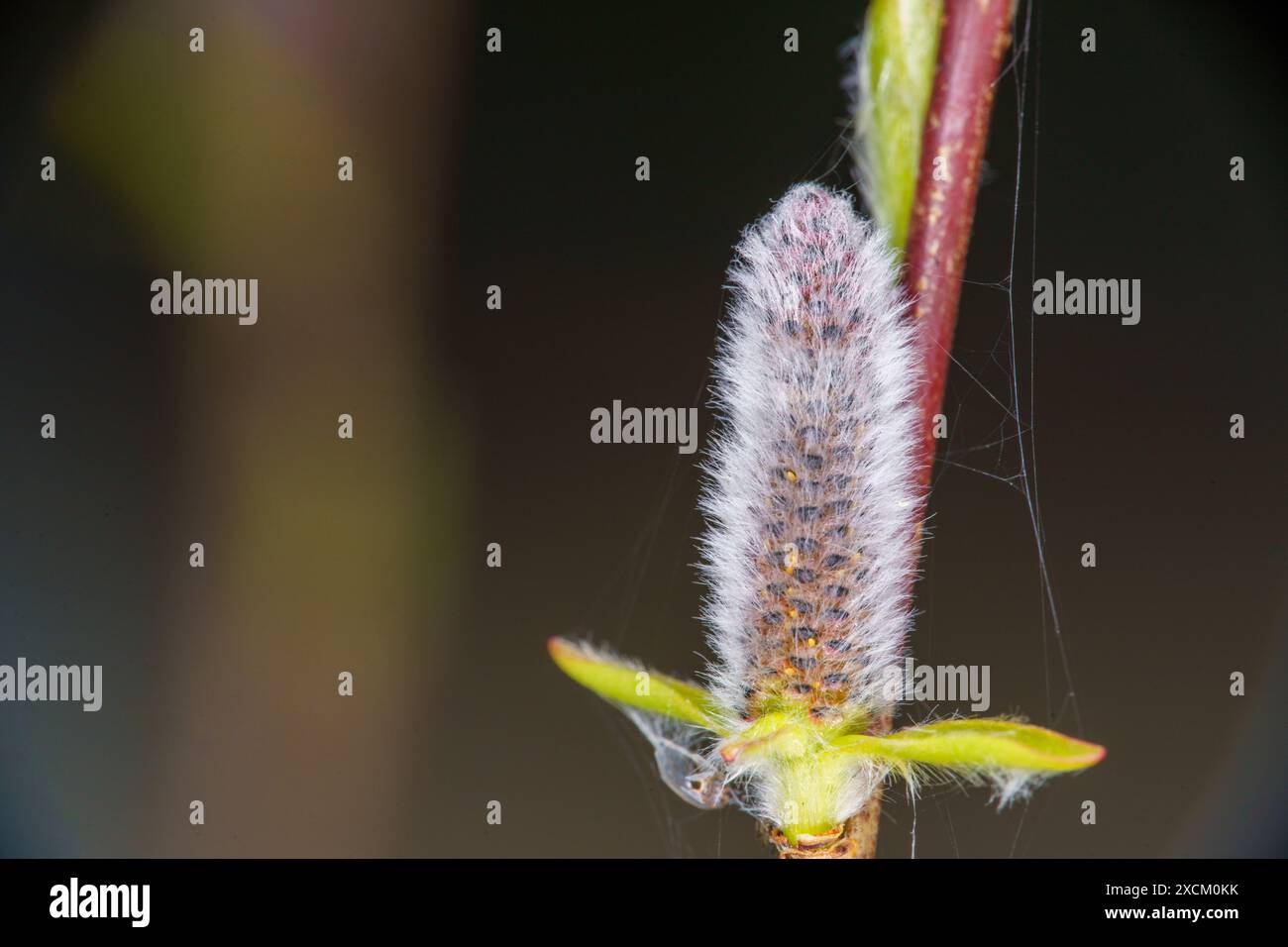 Salix purpurea Family Salicaceae Genus Salix Purple willow Purpleosier ...
