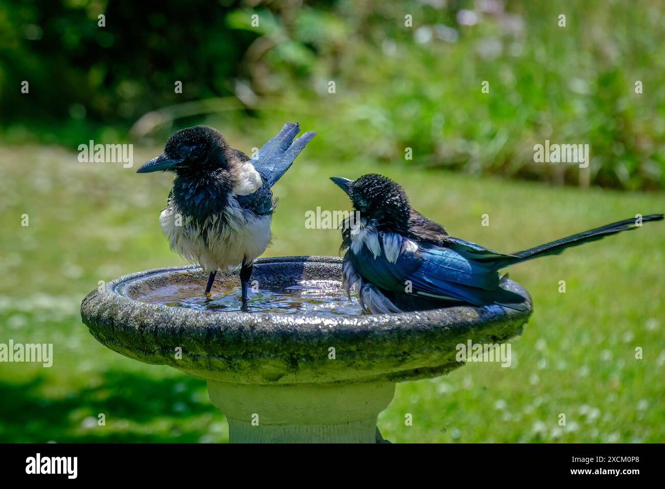 Magpies in the garden hi-res stock photography and images - Alamy