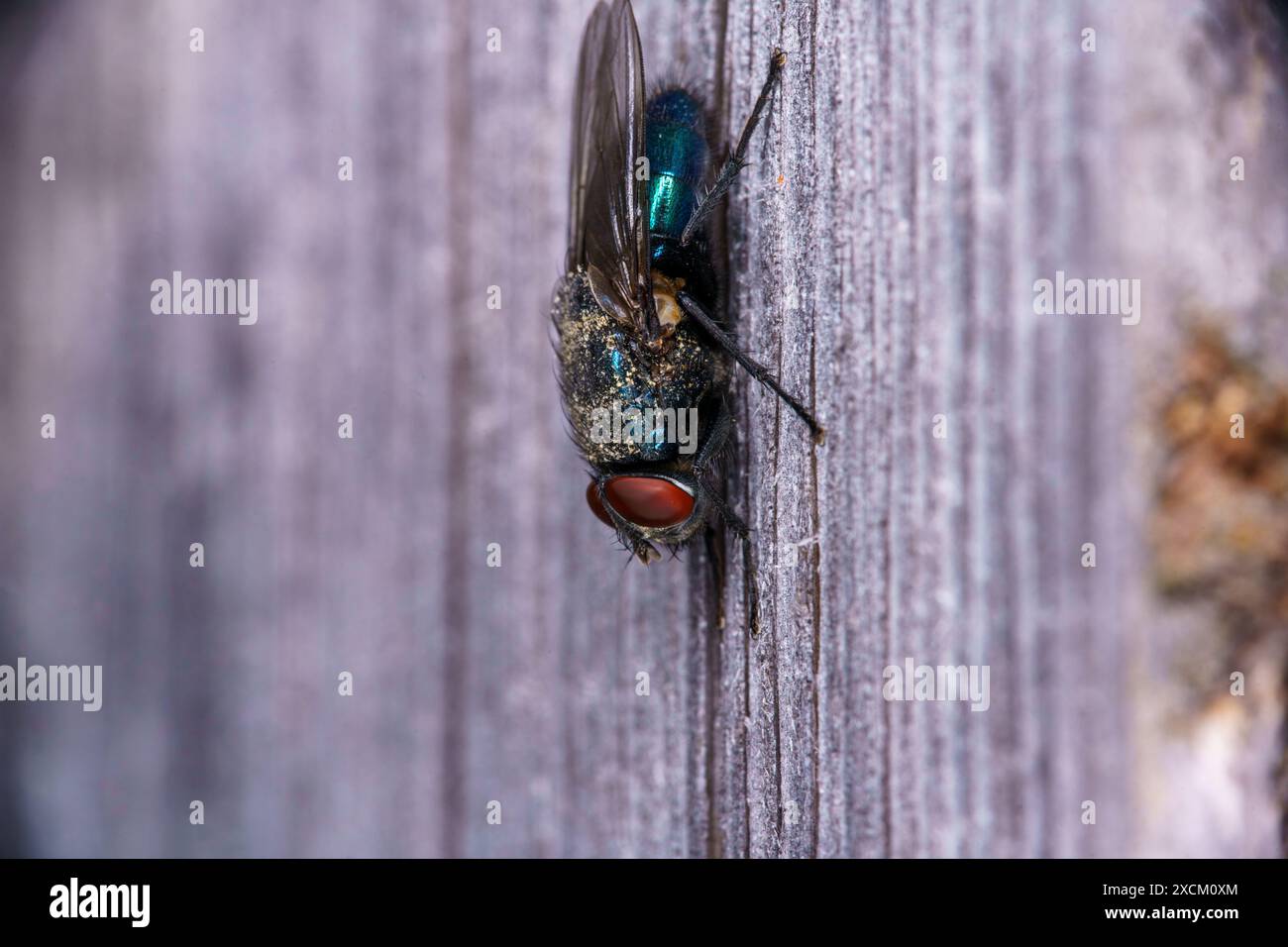 Family Calliphoridae Blue Green fly wild nature insect photography ...
