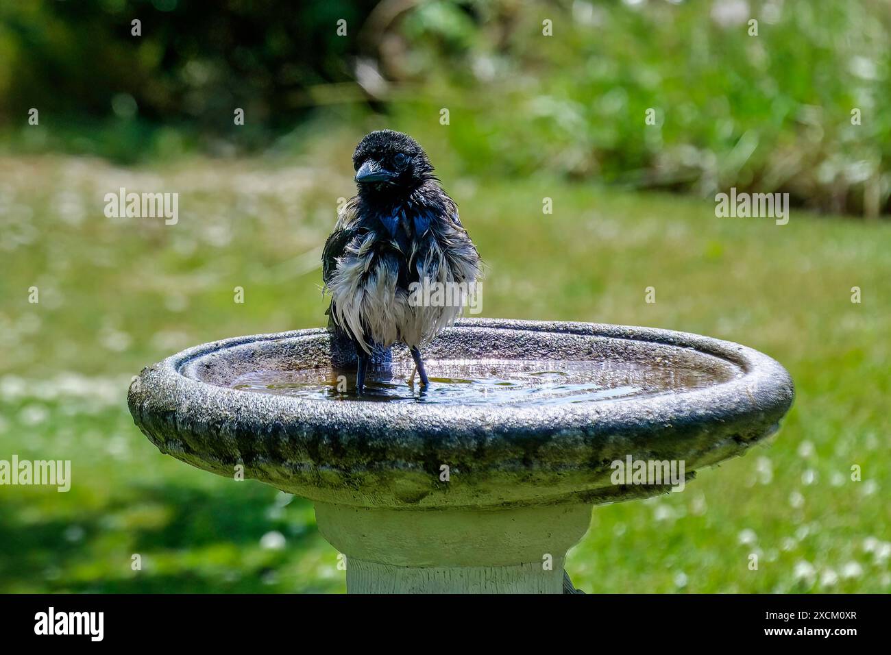 Magpies in the garden hi-res stock photography and images - Alamy