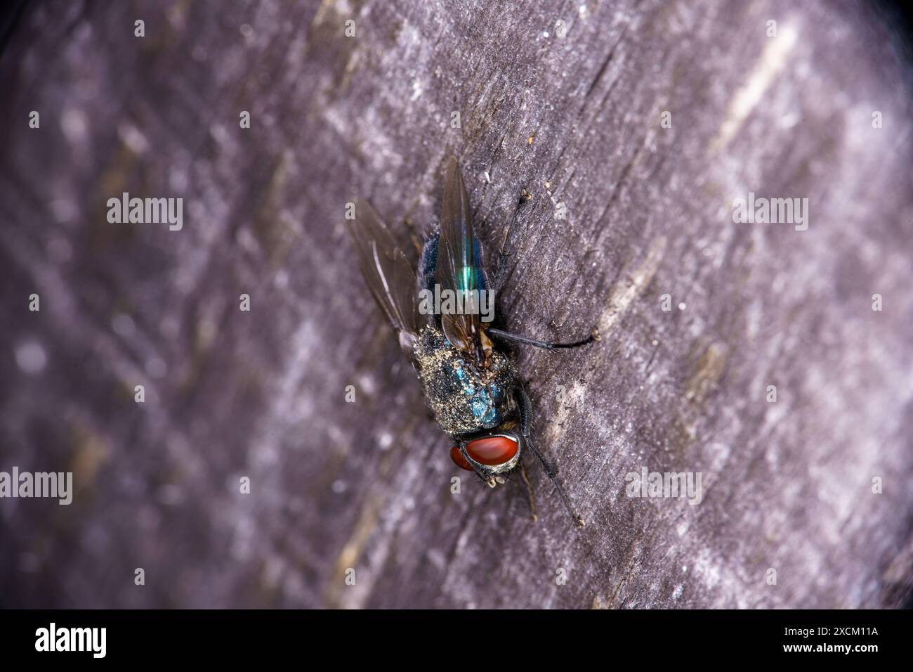 Family Calliphoridae Blue Green fly wild nature insect photography ...