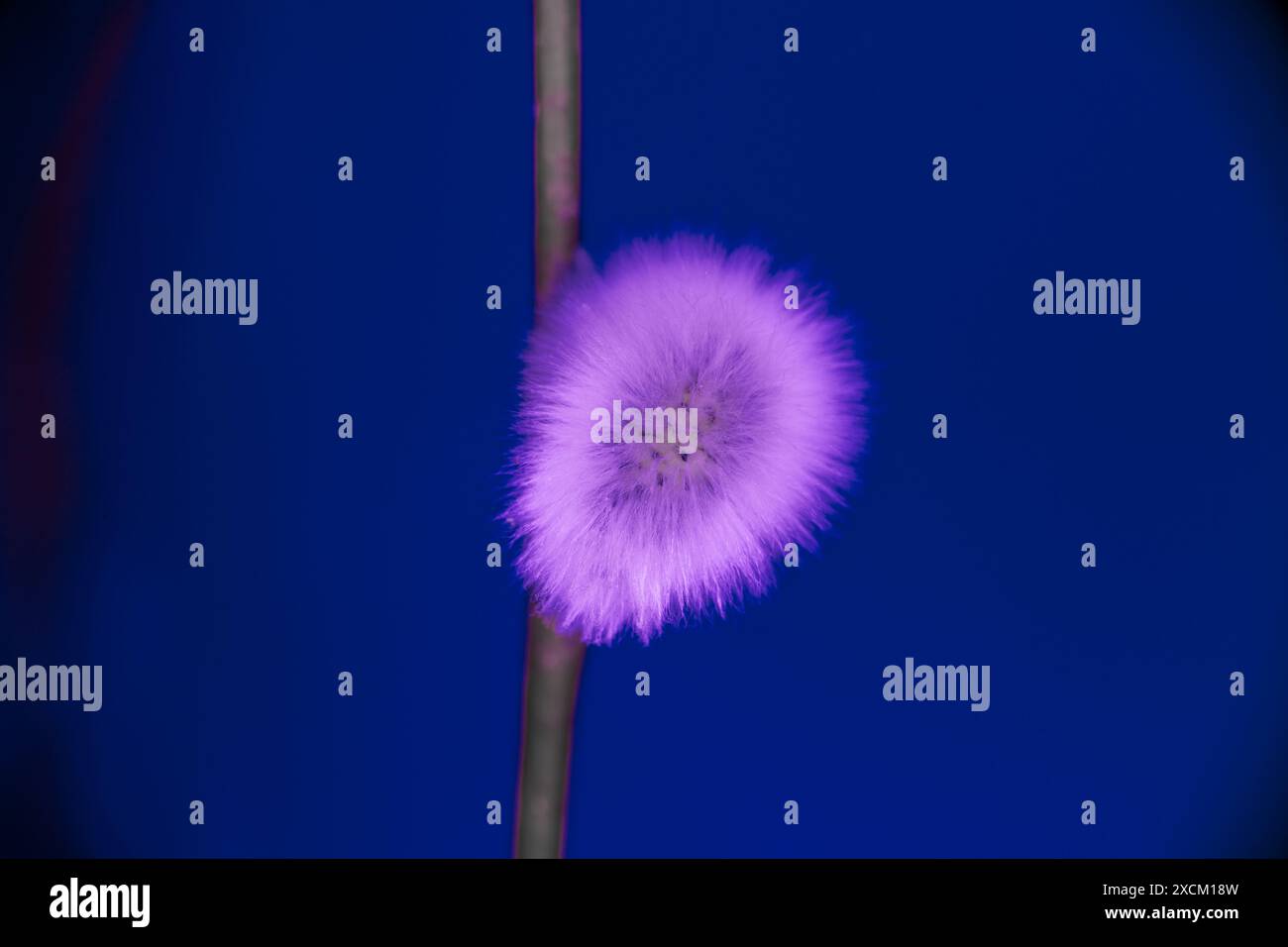 Salix acutifolia Family Salicaceae Genus Salix Siberian violet-willow ...