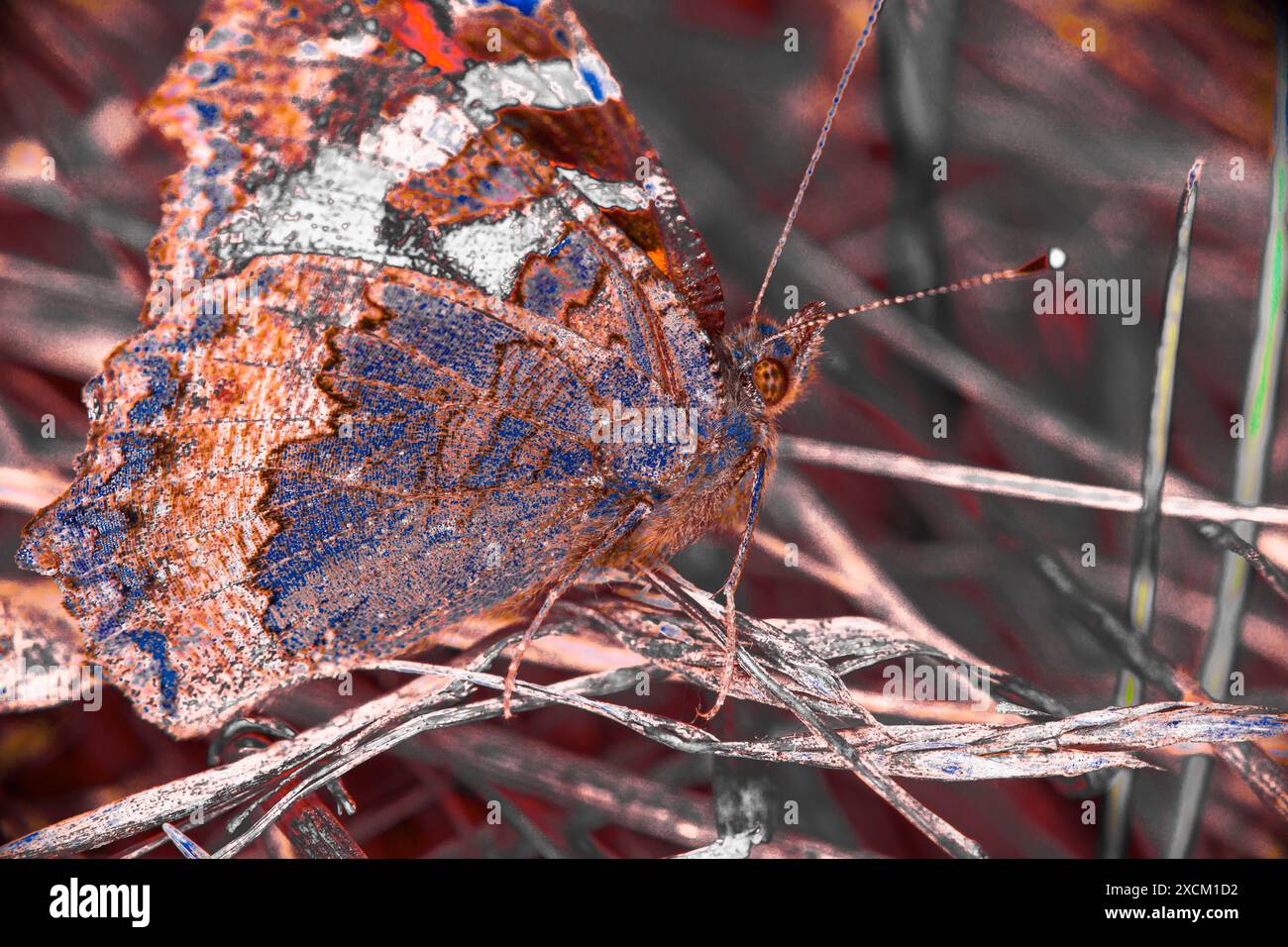 Dead Aglais urticae Family Nymphalidae Genus Aglais Small tortoiseshell ...
