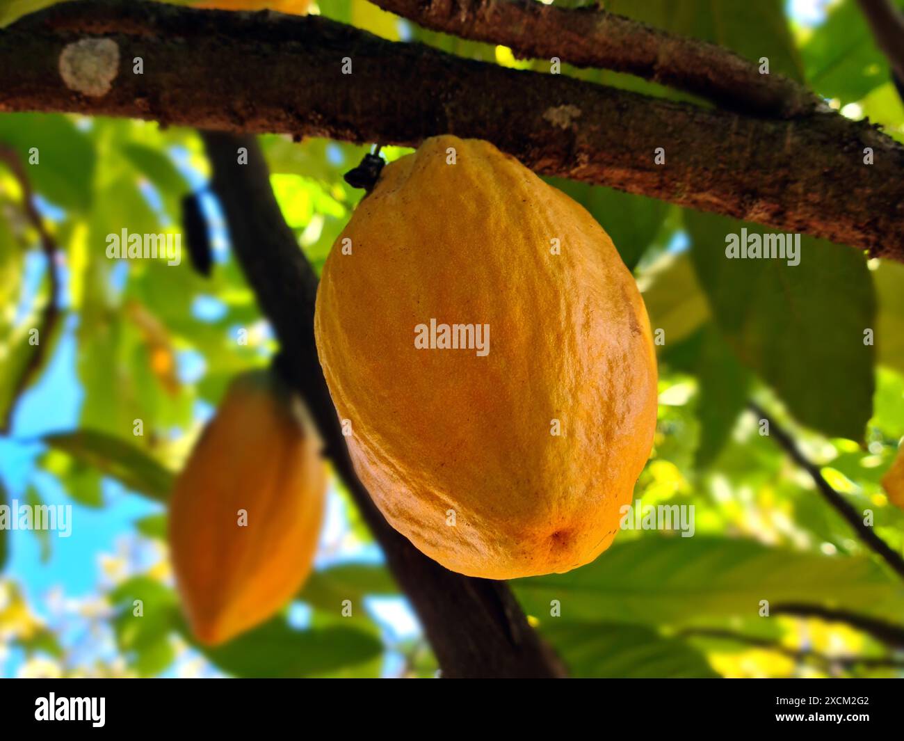 Green yellow cacao fruit hanging hi-res stock photography and images ...