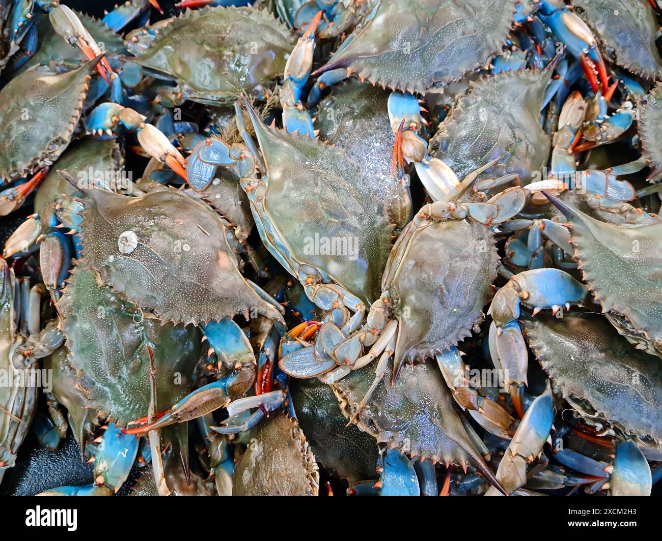 blue crab at the fish market, fishmonger Stock Photo - Alamy
