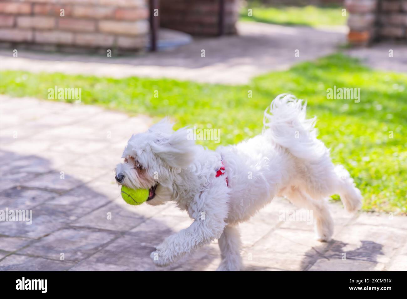 Small White Maltese Dog Running With a Yellow Ball in a Backyard Stock ...