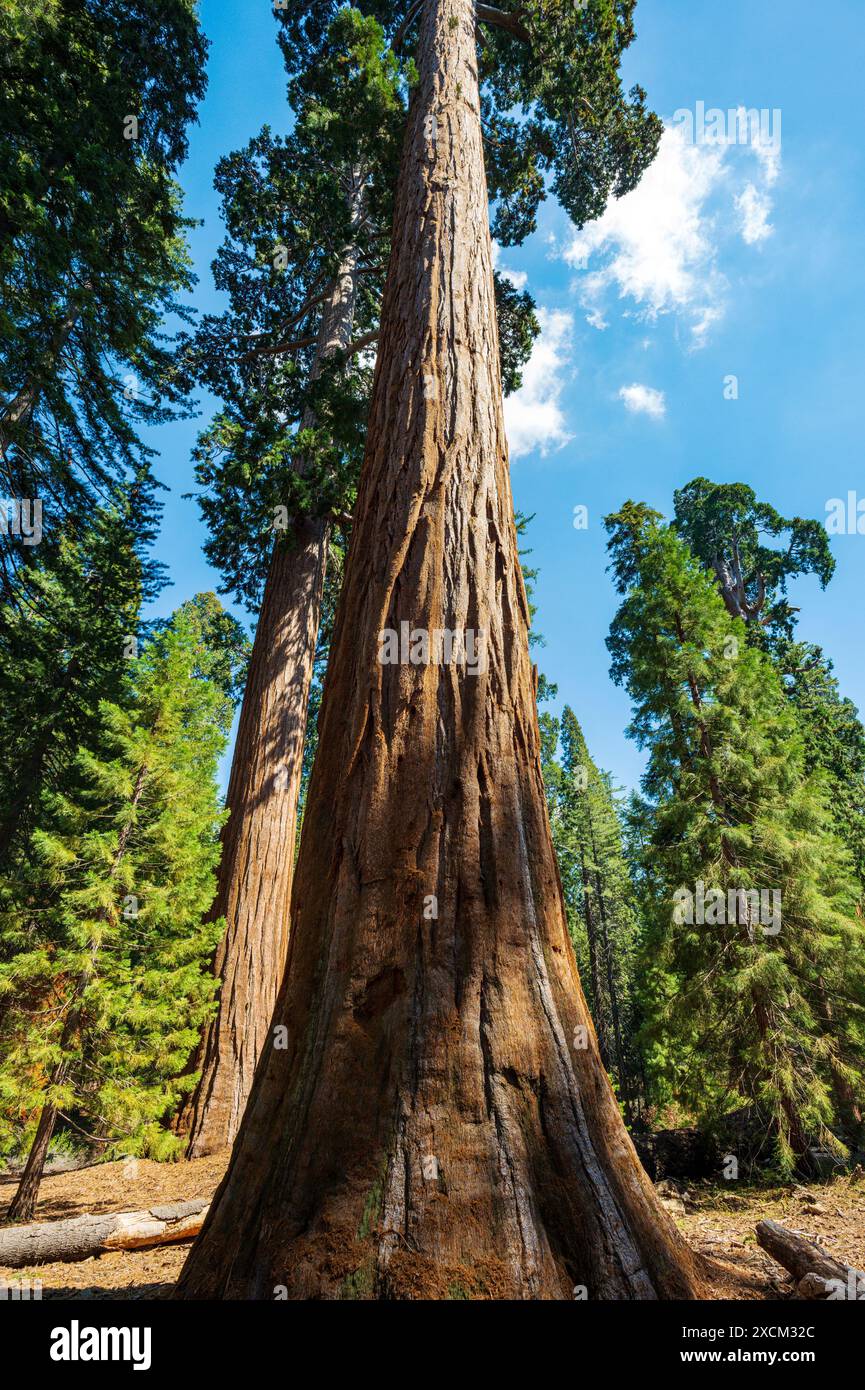 General Grant Tree; National Shrine; Sequoia Tree; 3rd largest living ...