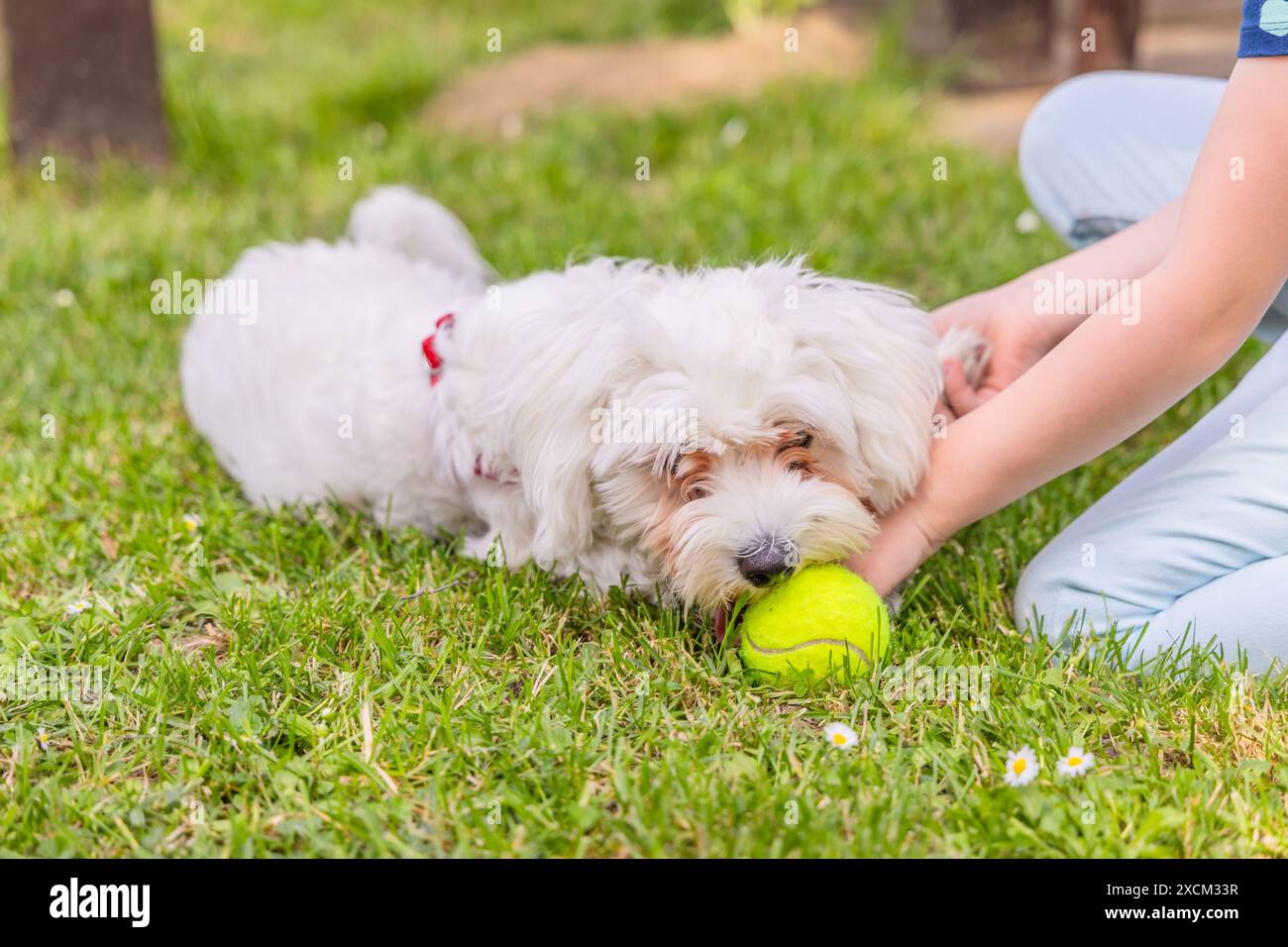 White Maltese Maltese Dog Playing Fetch With a Tennis Ball on Grass ...