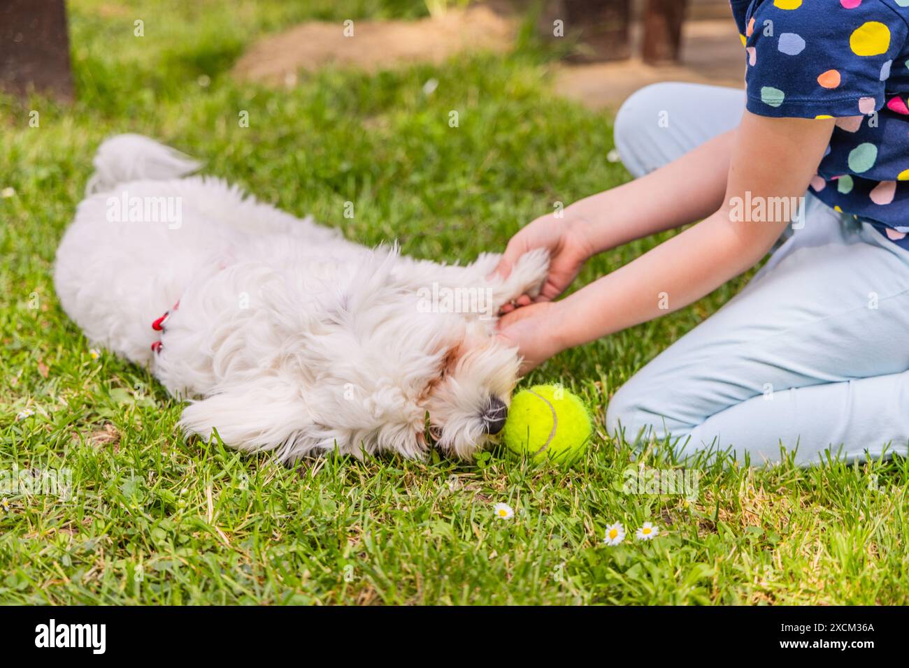 Child Playing With White Maltese Dog and Tennis Ball in Grassy Backyard ...